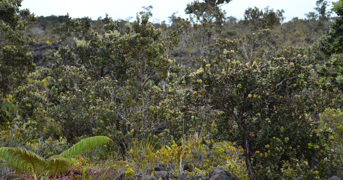 Wonderful Woods of Hawaii | Kohala Coast properties
