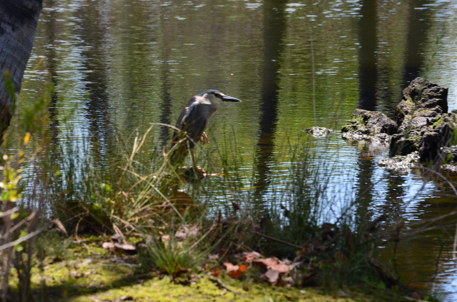 The Spirit of Aloha: Learning Hawaiian Greetings and Etiquette | Kohala ...