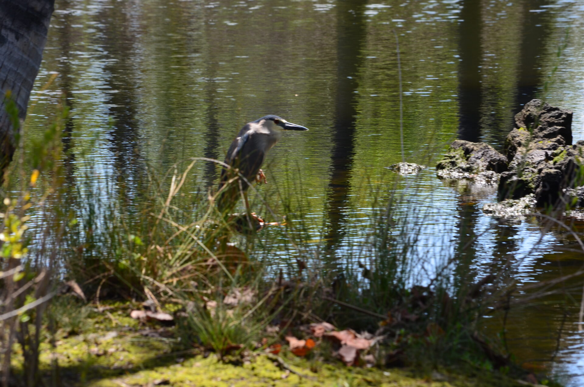 The Spirit of Aloha: Learning Hawaiian Greetings and Etiquette | Kohala ...