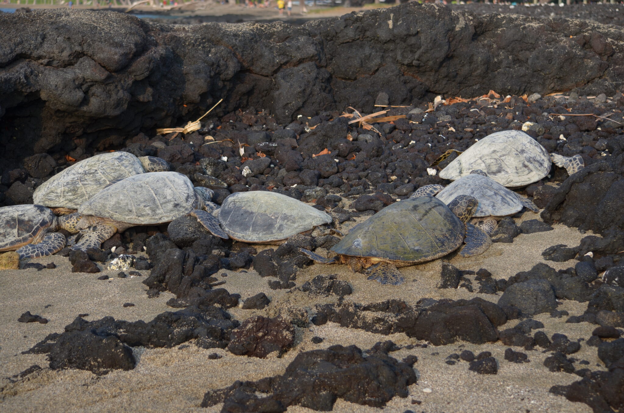 Where to See Sea Turtles on the Big Island of Hawaii | Kohala Coast ...