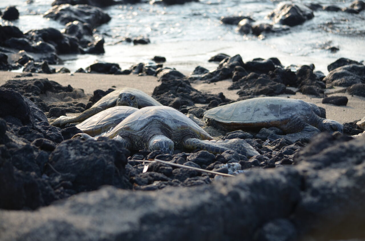 Where to See Sea Turtles on the Big Island of Hawaii | Kohala Coast ...