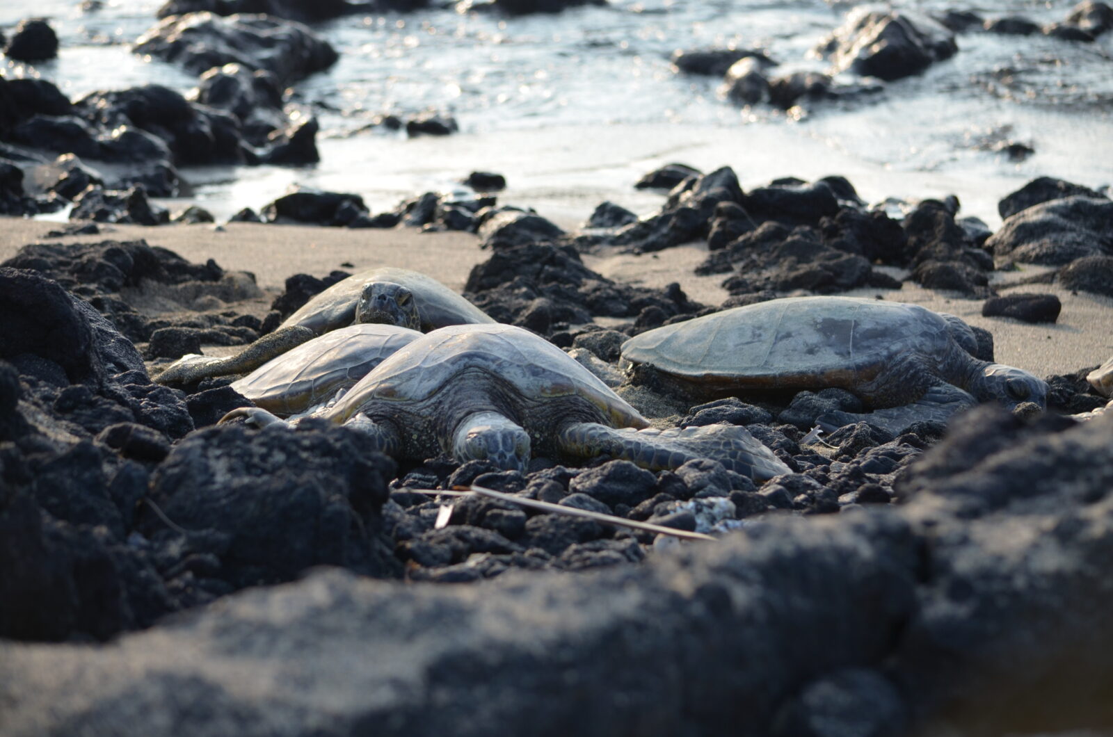 Where to See Sea Turtles on the Big Island of Hawaii | Kohala Coast ...