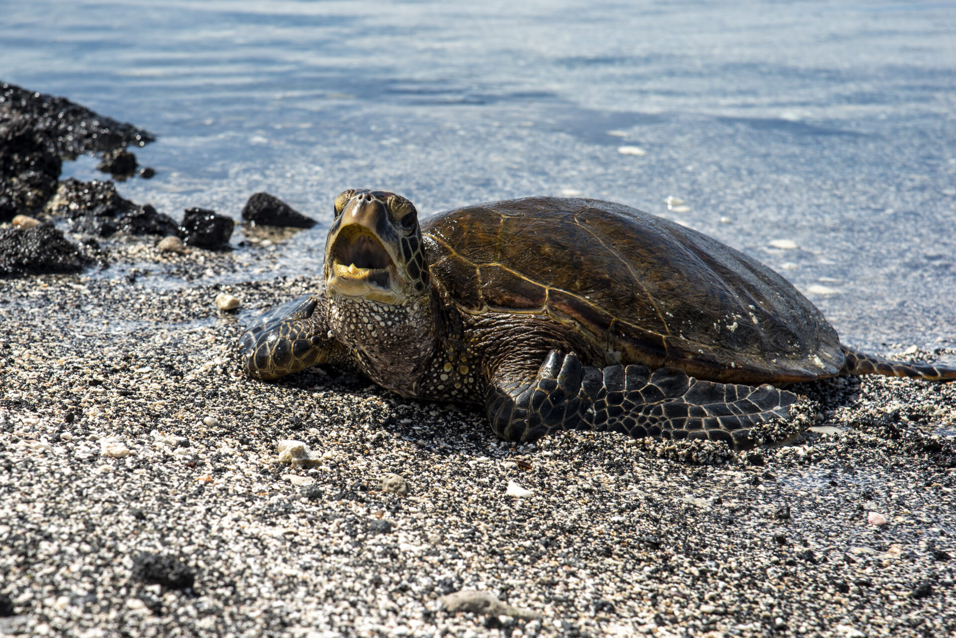 Where to See Sea Turtles on the Big Island of Hawaii | Kohala Coast ...